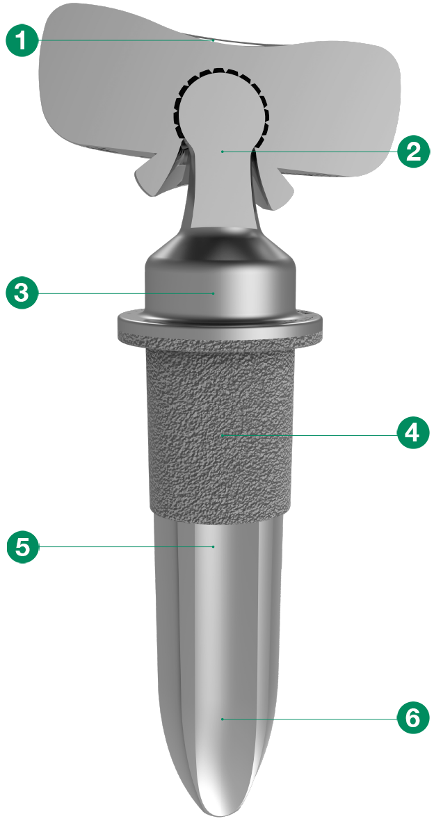 Align Radial Head - Skeletal Dynamics